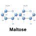 Maltose sources, health benefits and uses
